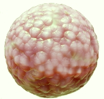 The Human Egg.............................